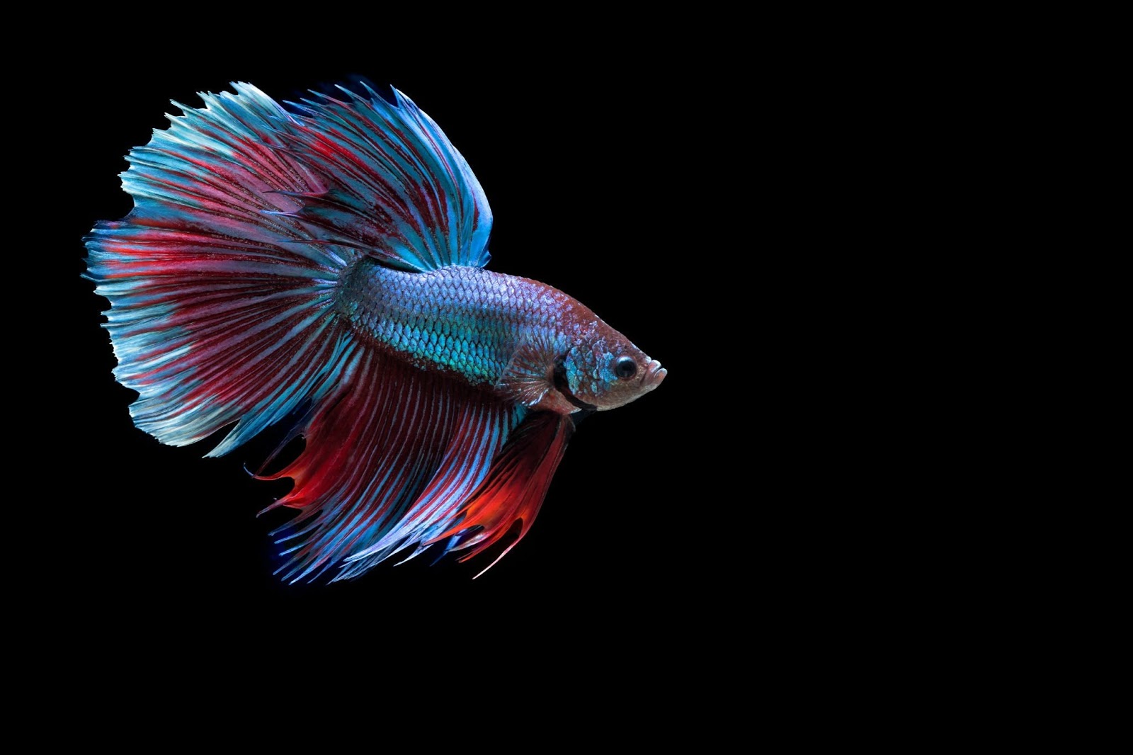 BETTA FISH photos - wallpapers (ανανεωμένο) | the fun bank