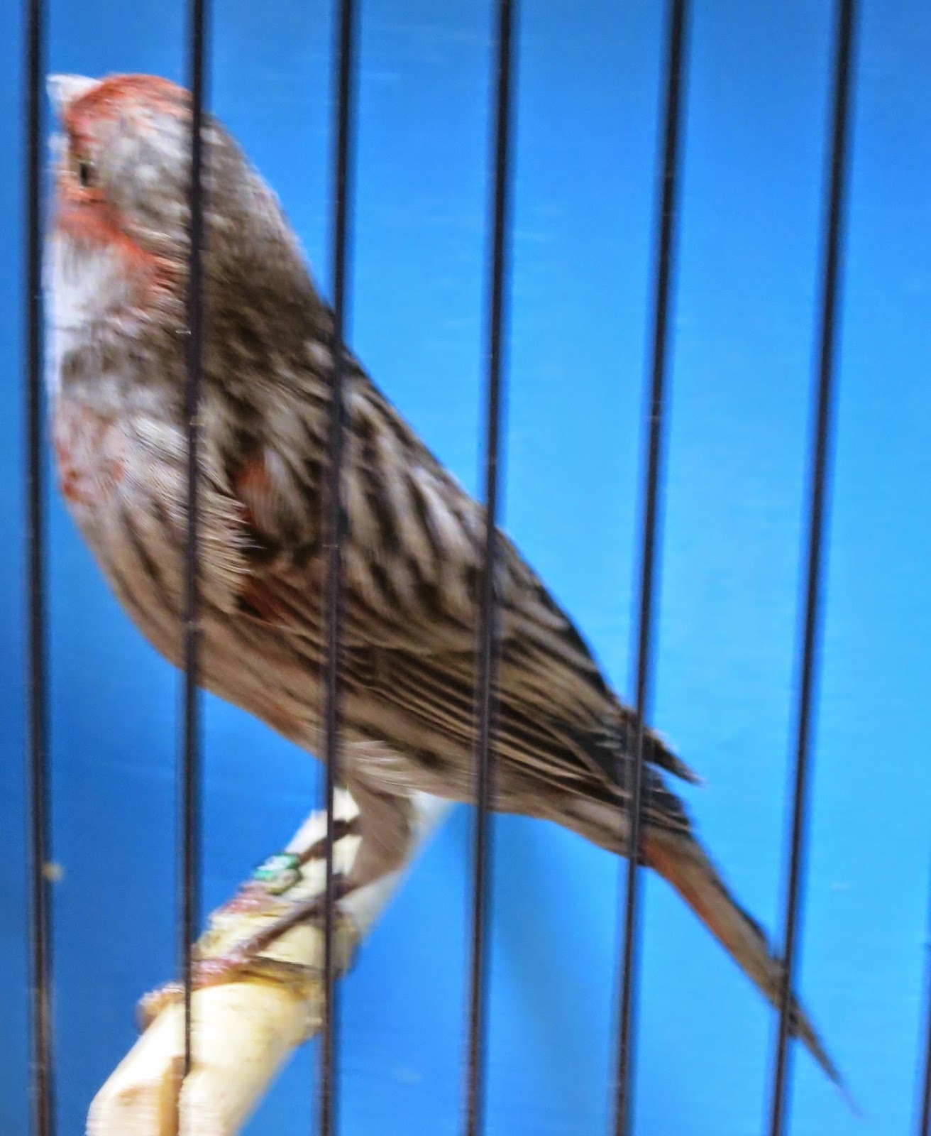 Canary Tales: Florida Canary Fanciers Part 5 New Color Division Judged ...