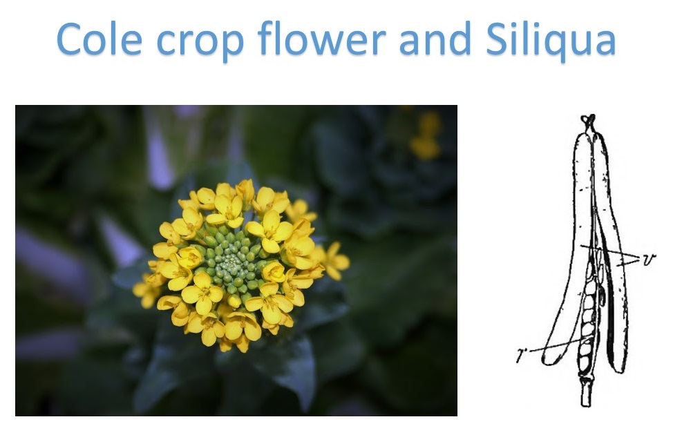 Floral Morphology of Vegetables ~ A2Z Veg-Science