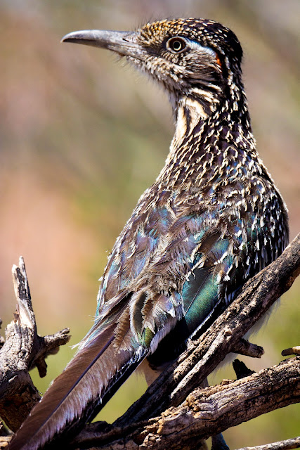 Feather Tailed Stories: Greater Roadrunner