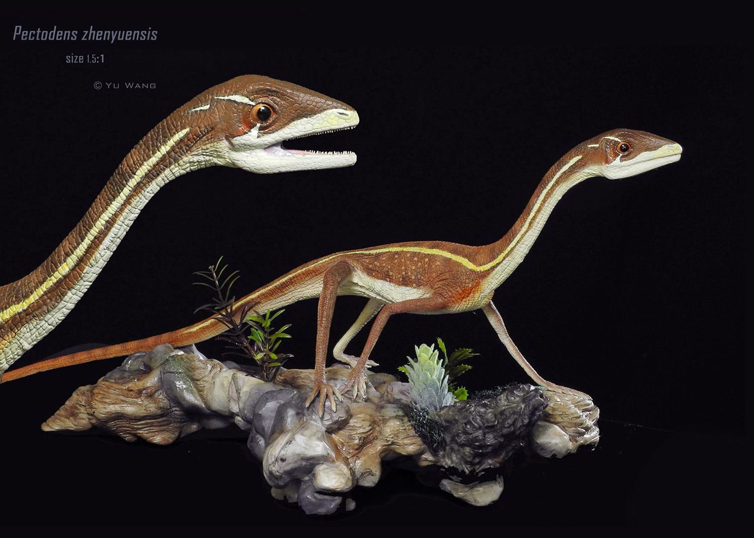 Species New to Science: [Paleontology • 2017] Pectodens zhenyuensis • A ...