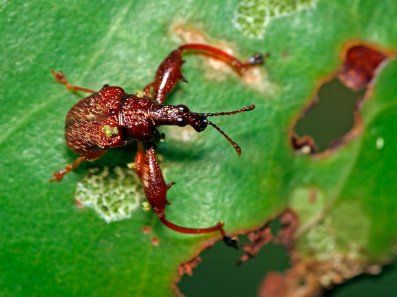 INSECTOS DE P.R. In Memoriam Dr Luis F Martorell y Dr Alain Liogier ,DR ...