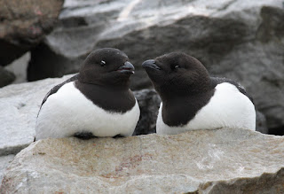Little Auk ~ Birds World
