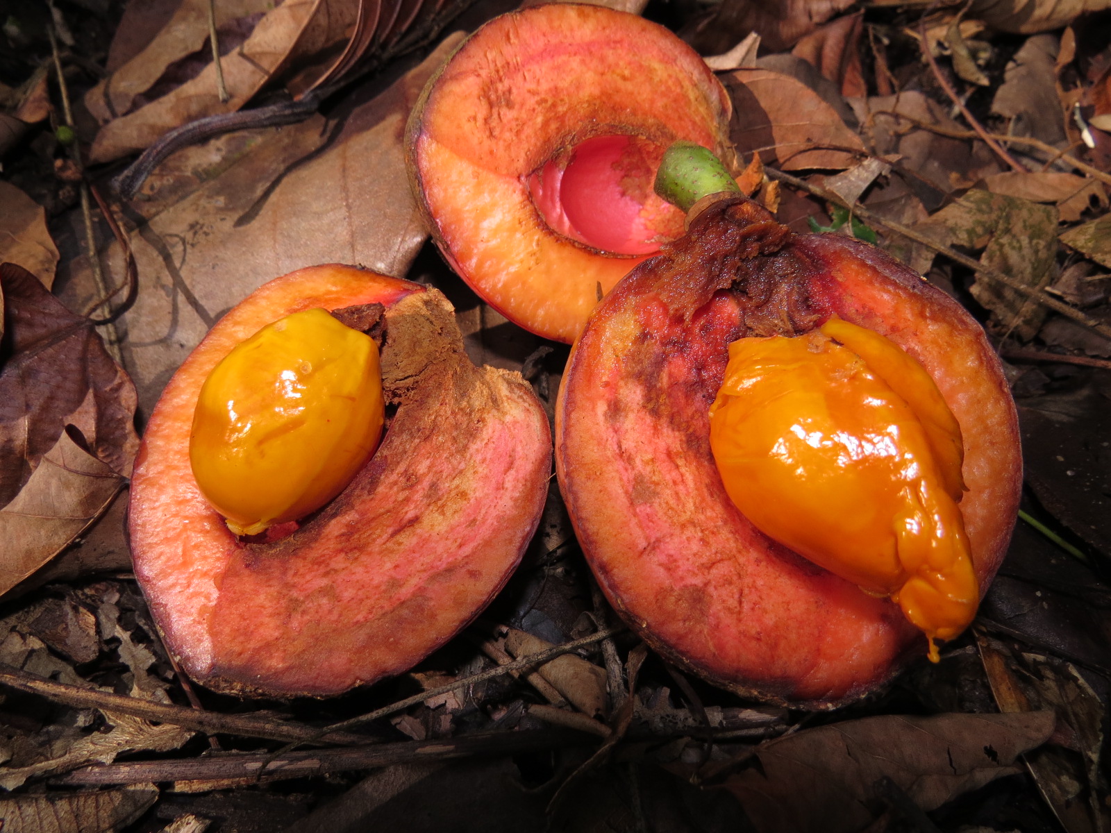 Flying Fish Friends: A Spectacular Display of Fruits at MacRitchie Rain ...