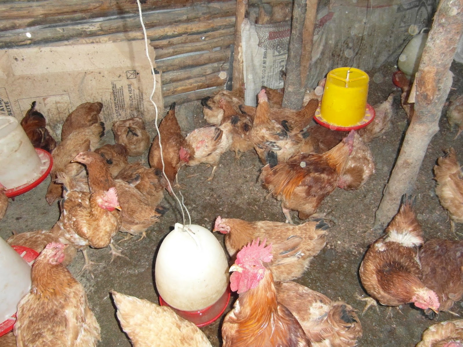 Developments in rural areas across the world: What about a chicken farm?