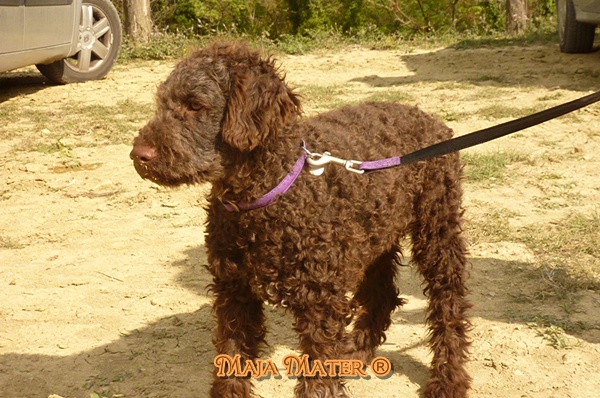 Lagotto Romagnolo e tartufi : Maja Mater: I colori del Lagotto