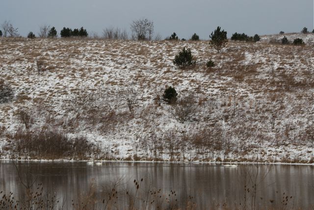 Trumpeter Swans in Ohio | Outdoors | Before It's News