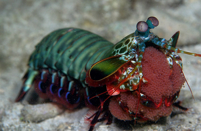 The Curious Planet . Blog: Creature Pick #1: Peacock Mantis Shrimp