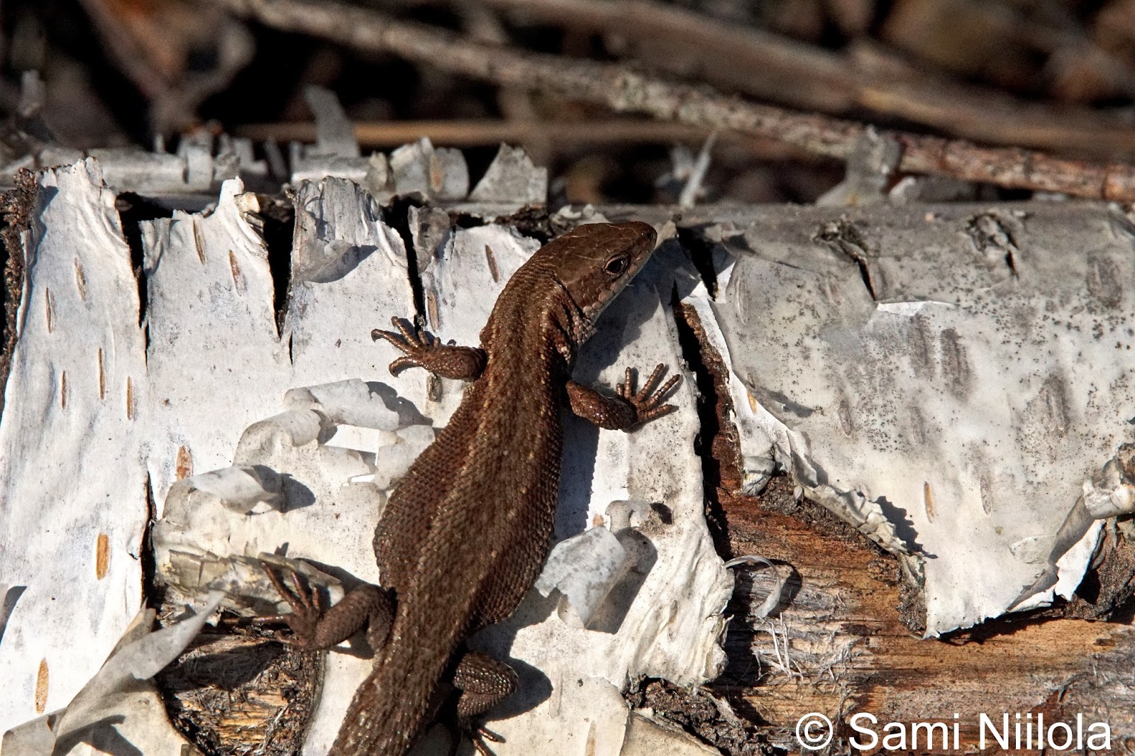 Samin luontokuvia nature photos: SISILISKO (Zootoca vivipara)