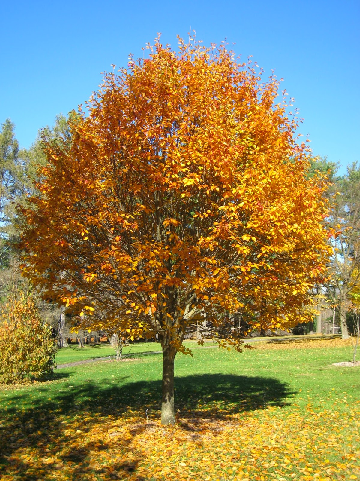 Trees Planet: Sorbus alnifolia - Korean Whitebeam
