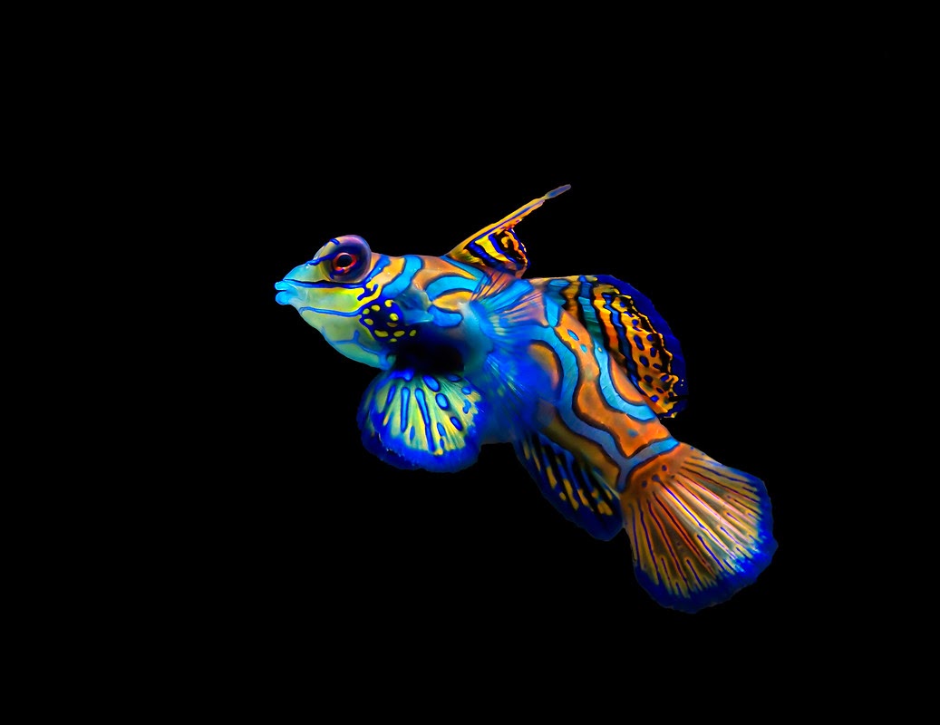 fish share: MANDARIN FISH IKAN HIAS CANTIK 3