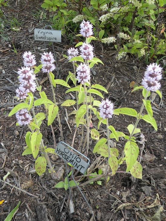McGrath's Anniversary Native Garden: Ohio horsemint ( May 31, 2011 )