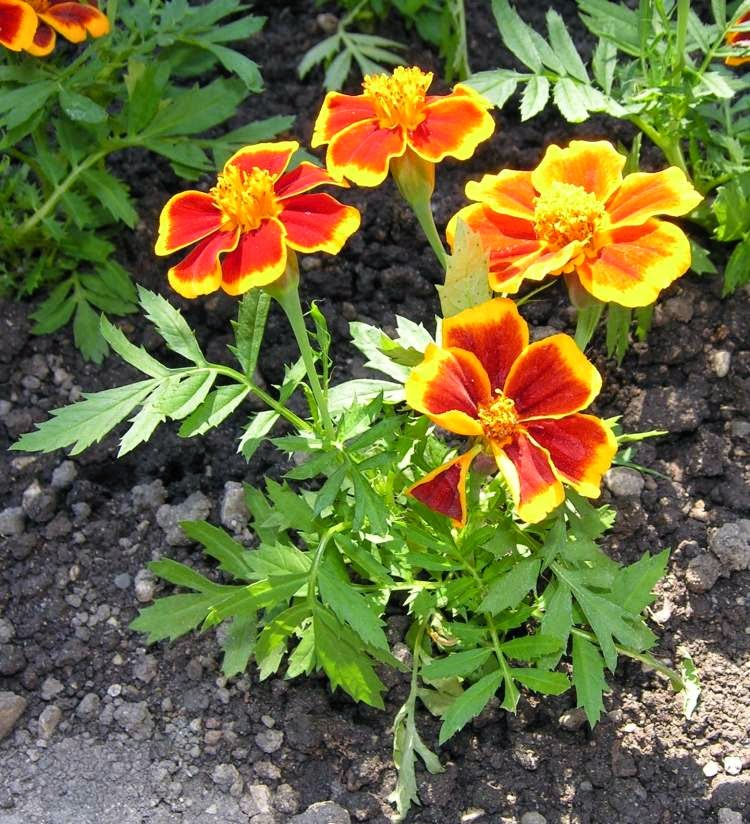 Mister Flower: Γαλλικός Κατιφές - Tagetes patulla