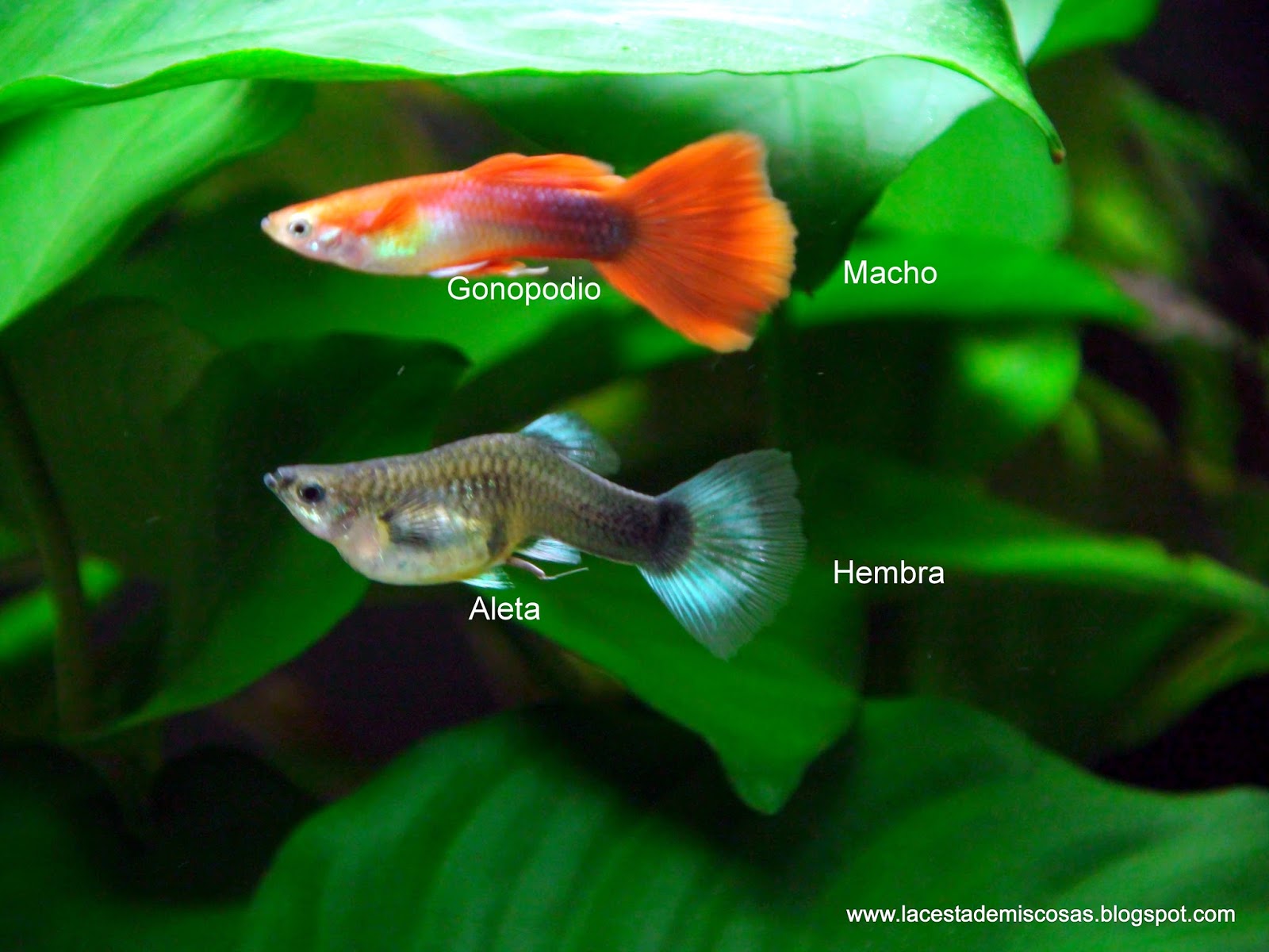 La Cesta De Mis Cosas: Pez Guppy