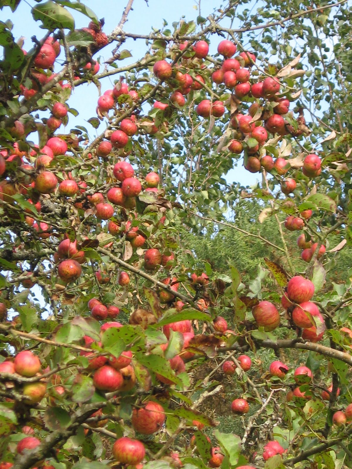 Where Beechmast Falls: Mid September - Forest Fruits