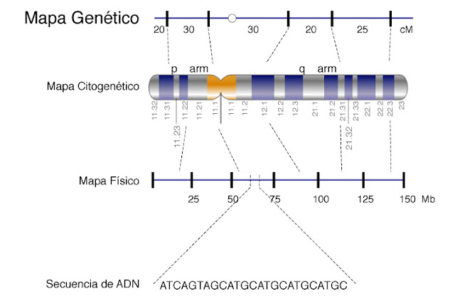 Mapeo Genético ~ Dr. WilSam