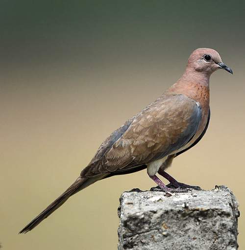 Laughing dove | Birds of India | Bird World