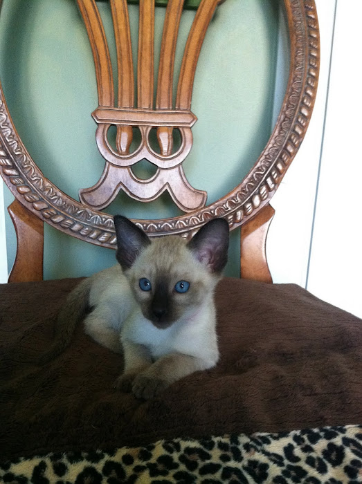 Carolina Blues Cattery Sheeba Babies