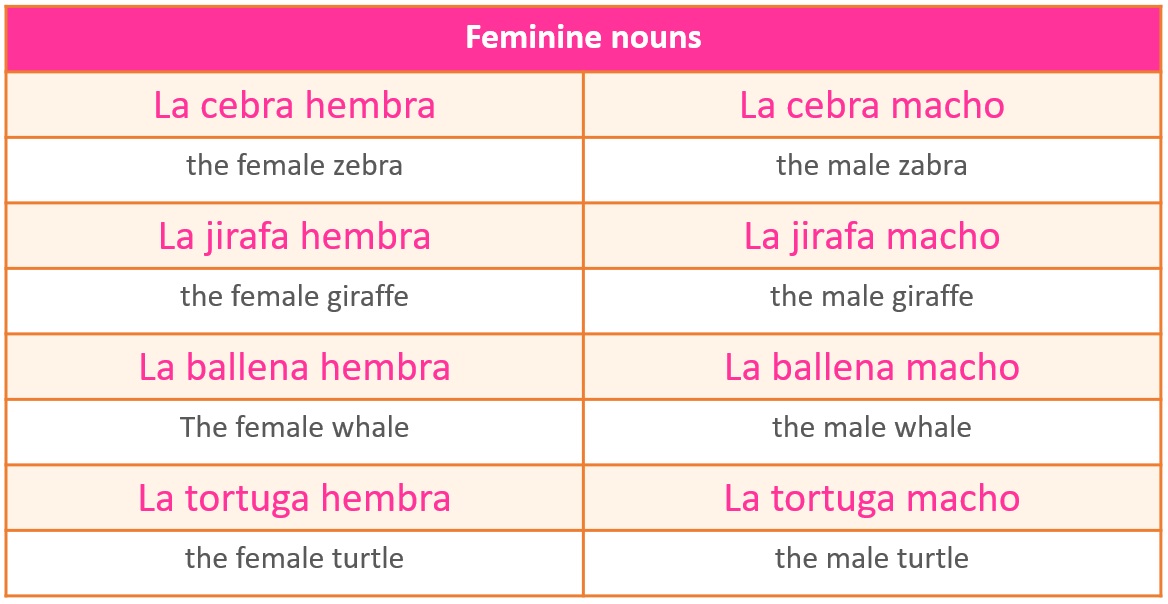 Spanish Noun Gender