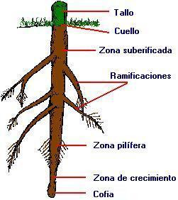 BLOG PARA MAESTROS Y ESTUDIANTES: Partes de la Planta: LA RAIZ