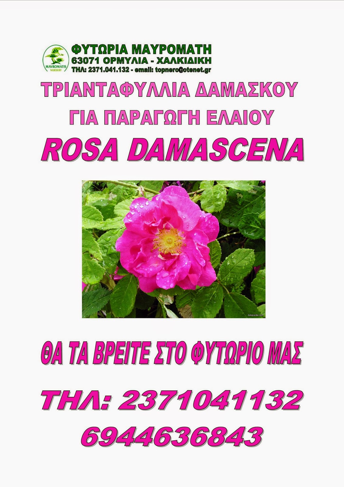ΦΥΤΩΡΙΑ ΜΑΥΡΟΜΑΤΗ - ΟΡΜΥΛΙΑ ΧΑΛΚΙΔΙΚΗΣ: 2014