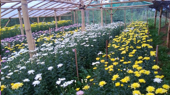 Toko Bunga Jakarta | Florist Online Flowers Shop Indonesia