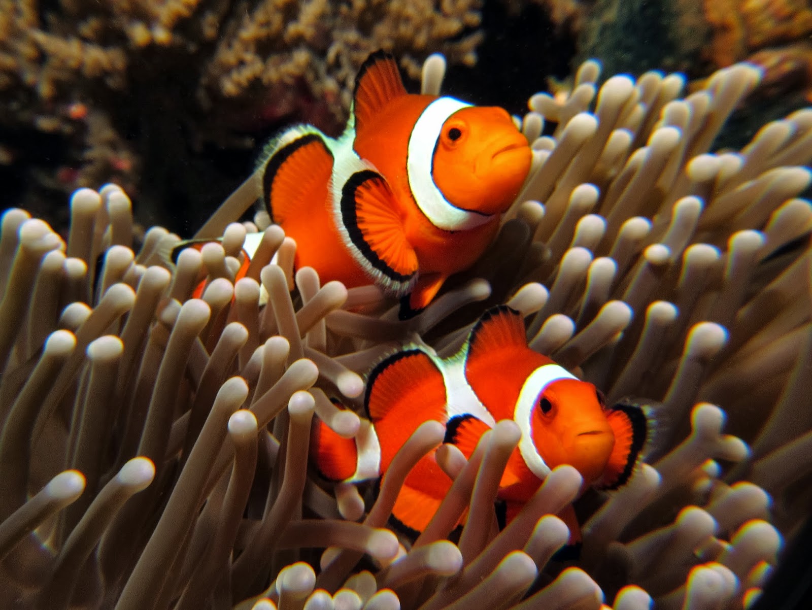 Nemo HD Wallpapers | HD Wallpapers - Blog