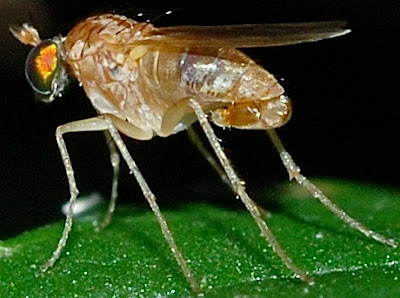 Bosque despierto: Mosca amarilla de patas largas