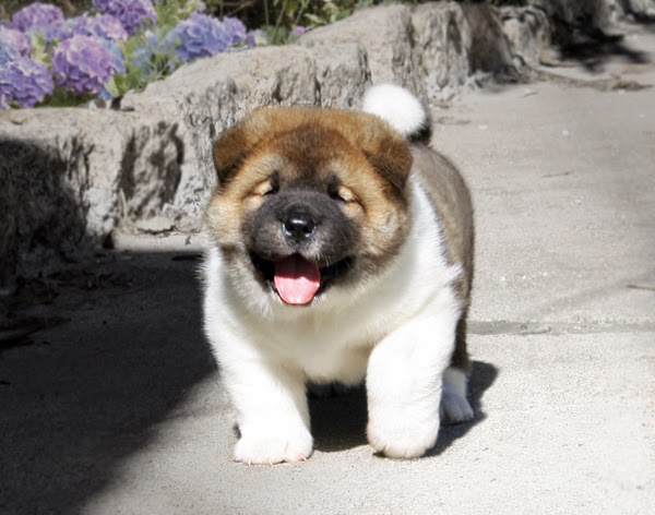 Cute Akita Puppy Pictures ~ Picture of Puppies