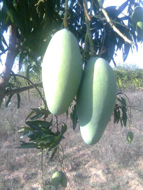Flowers & Fruits! : Visit to Mango orchard in Srinivasapura,Kolar ...