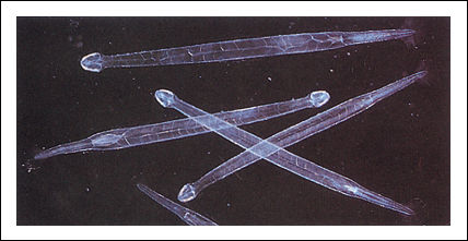 El Mundo Animal: FILOS (SUBDIVISIONES) DEL REINO ANIMAL