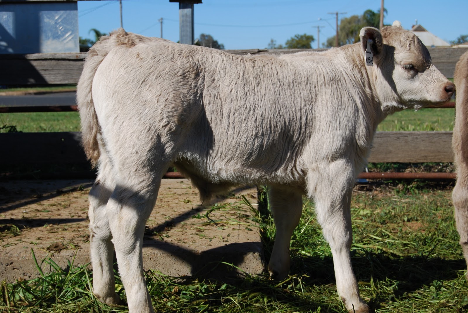 Mabelie Square Meaters Cattle Stud: Sales