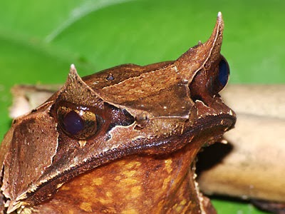 THE MALAYAN LEAF FROG - Megophrys nasuta |The Garden of Eaden