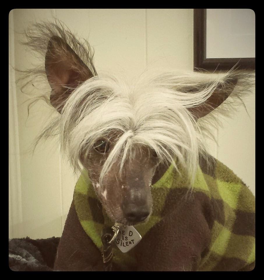 Positive Training for Show Dogs: Fearful Dogs and Trigger Stacking