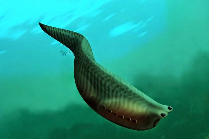 Noticias de Ciencia: El pez Metaspriggina, clave en la evolución de los ...