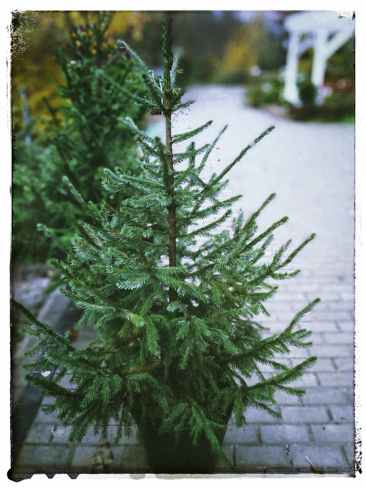 Ogrodniczy Blog: naturalne, żywe choinki z plantacji - sezon 2014