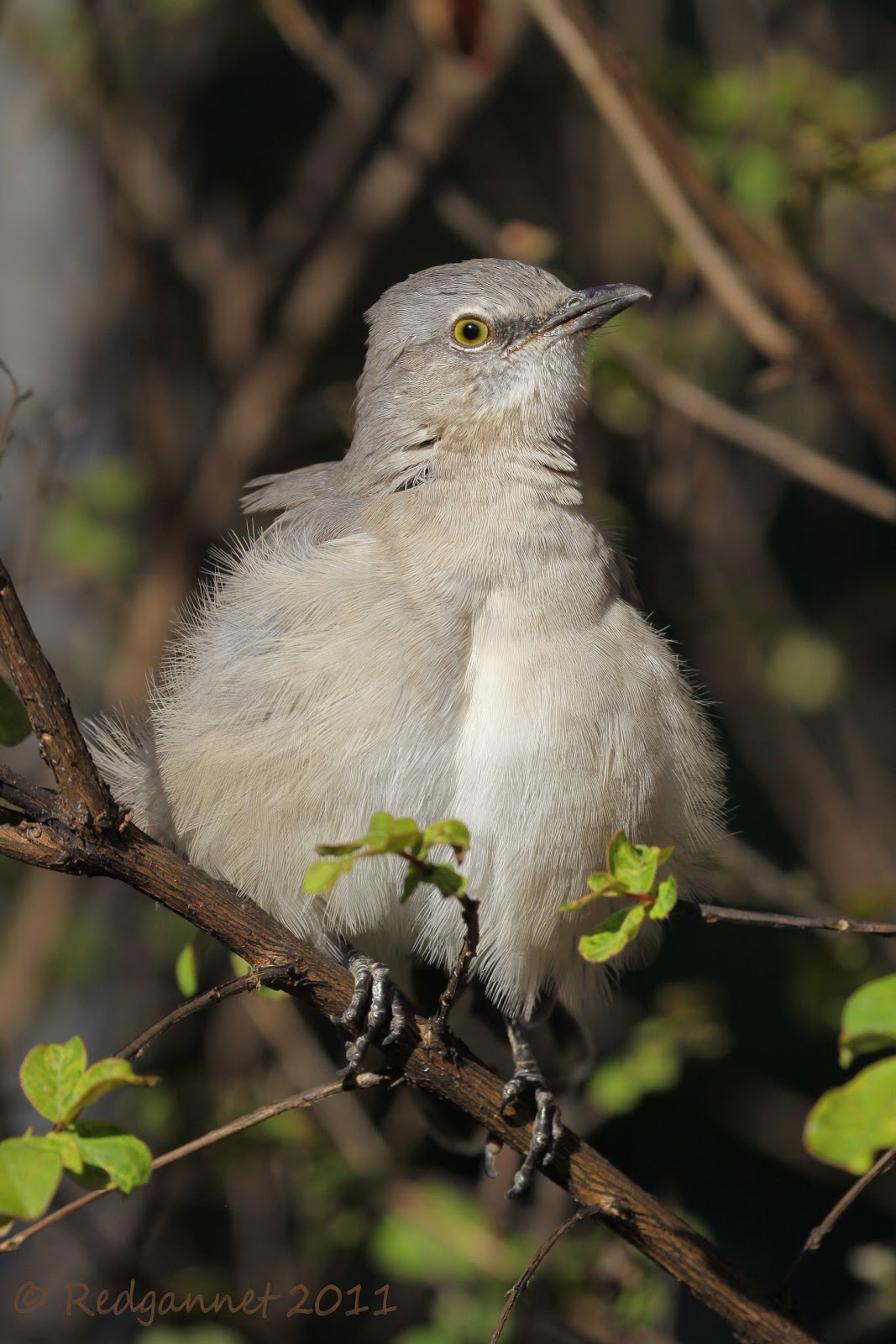 Redgannet: High Resolution Images from November 2011