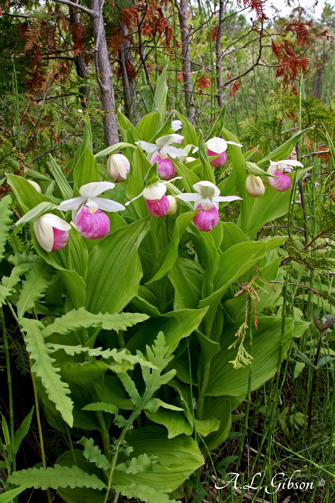 The Buckeye Botanist: The Bruce Peninsula Part IV: Roadside Plants ...