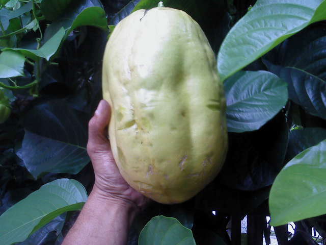 UNTUNG PETANI: Markisa (Passionfruit) buah sehat kaya manfaaat