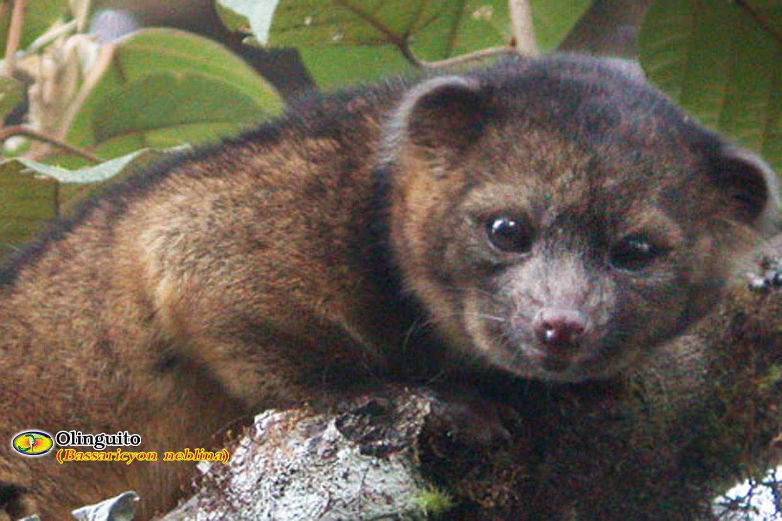 Zoologia: Olinguito (Bassaricyon neblina)