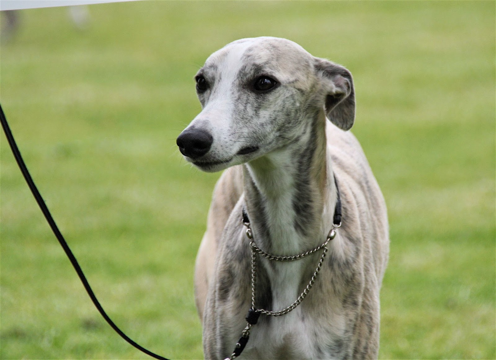 Whippets High on Emotion: Ausstellungsergebnisse 2014 - Zwischenstand