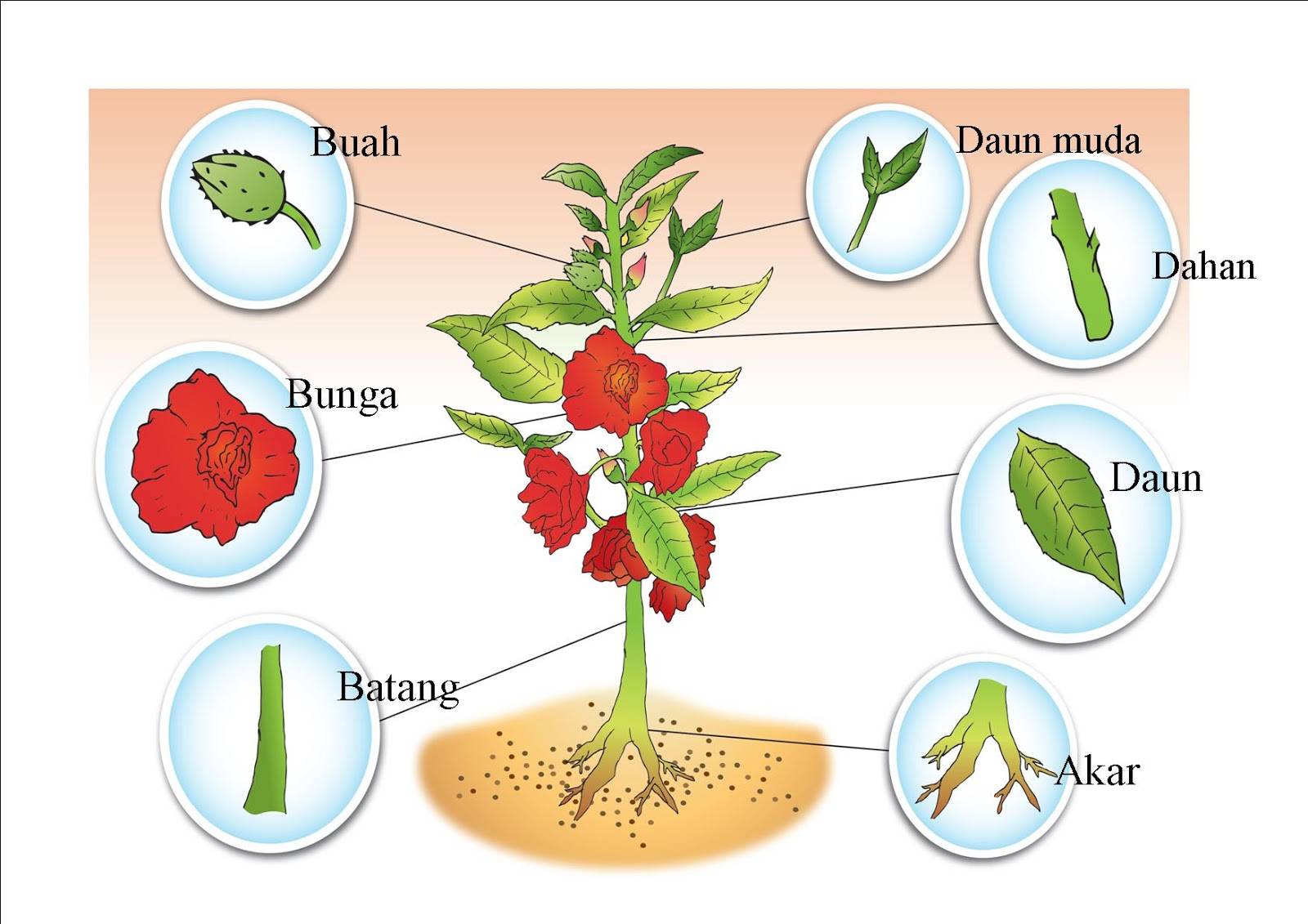 Marilah bersama-sama,kita belajar mengenali tumbuhan: Kenali Bahagian ...