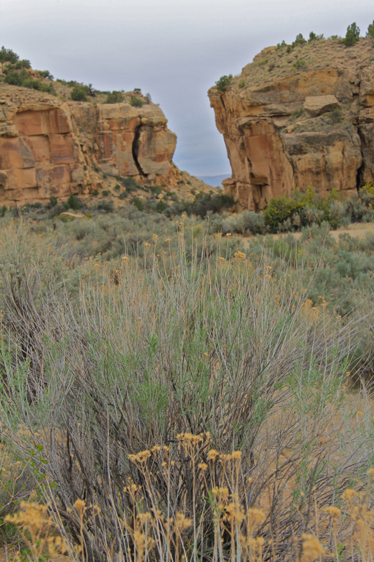 Colorado Lifestyle: Utah: Sego Canyon