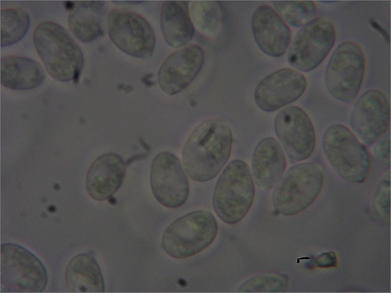 Misidentifying Fungi: Bonfire of the rarities