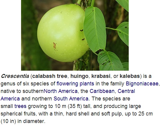 What Is Calabash Tree
