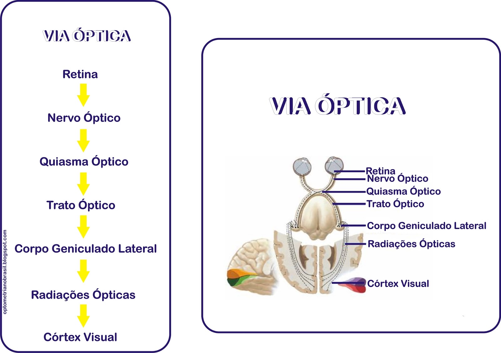 Blog do Optometrista: Via Óptica e Reflexos Pupilares