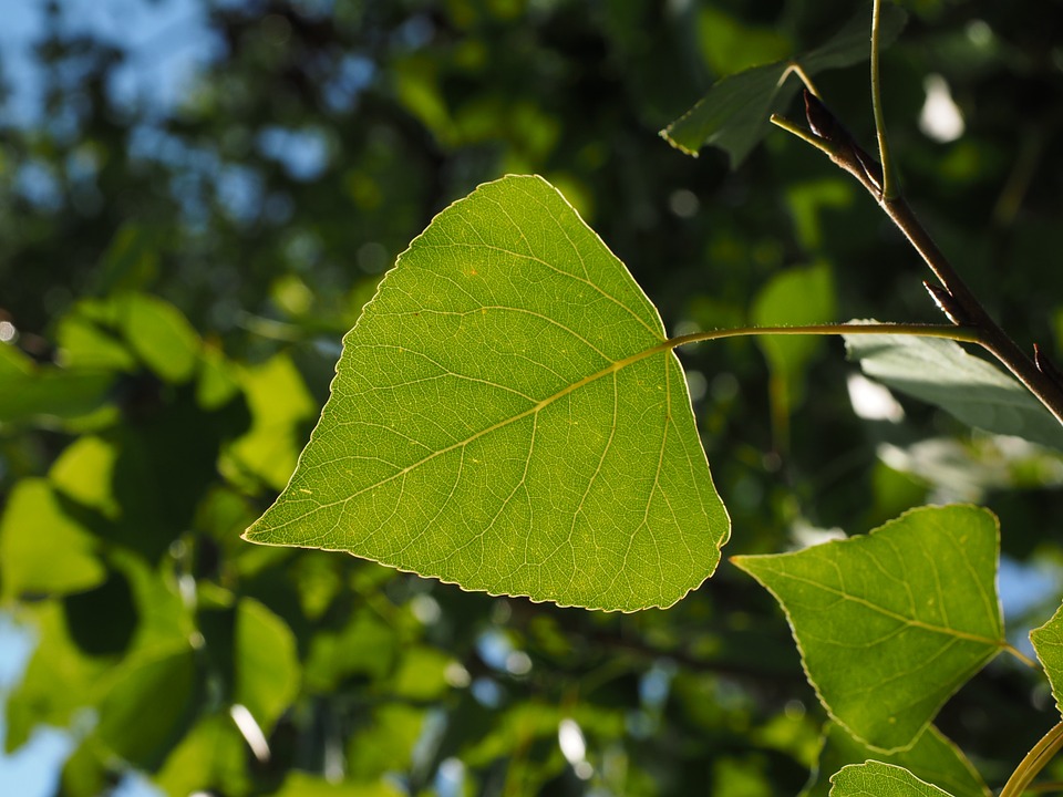Populus «álamo» - Id Plantae