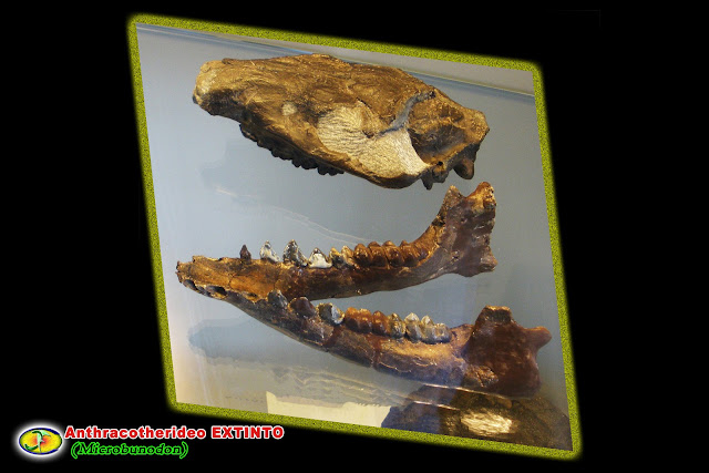 Mamíferos: Família - Anthracotheriidae - EXTINTA (Parte 1)