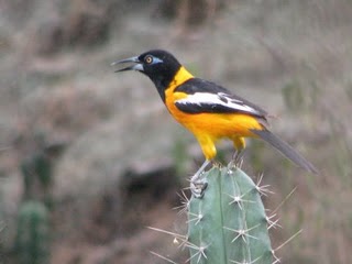 POR AMOR A VENEZUELA: EL TURPIAL