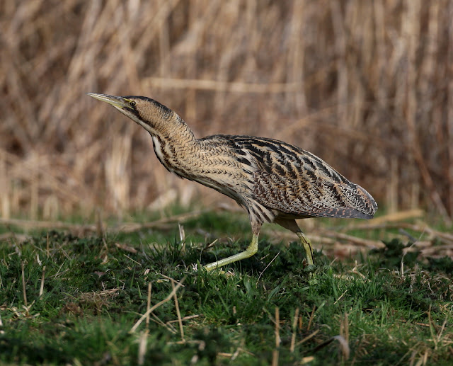 Steve Hinton Wildlife Photography: Forest Farm Bittern.
